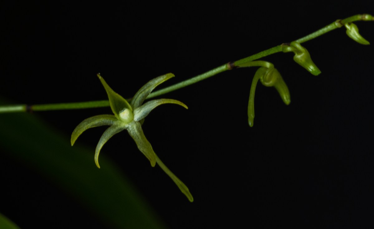 Angraecum calceolus | My orchid journal