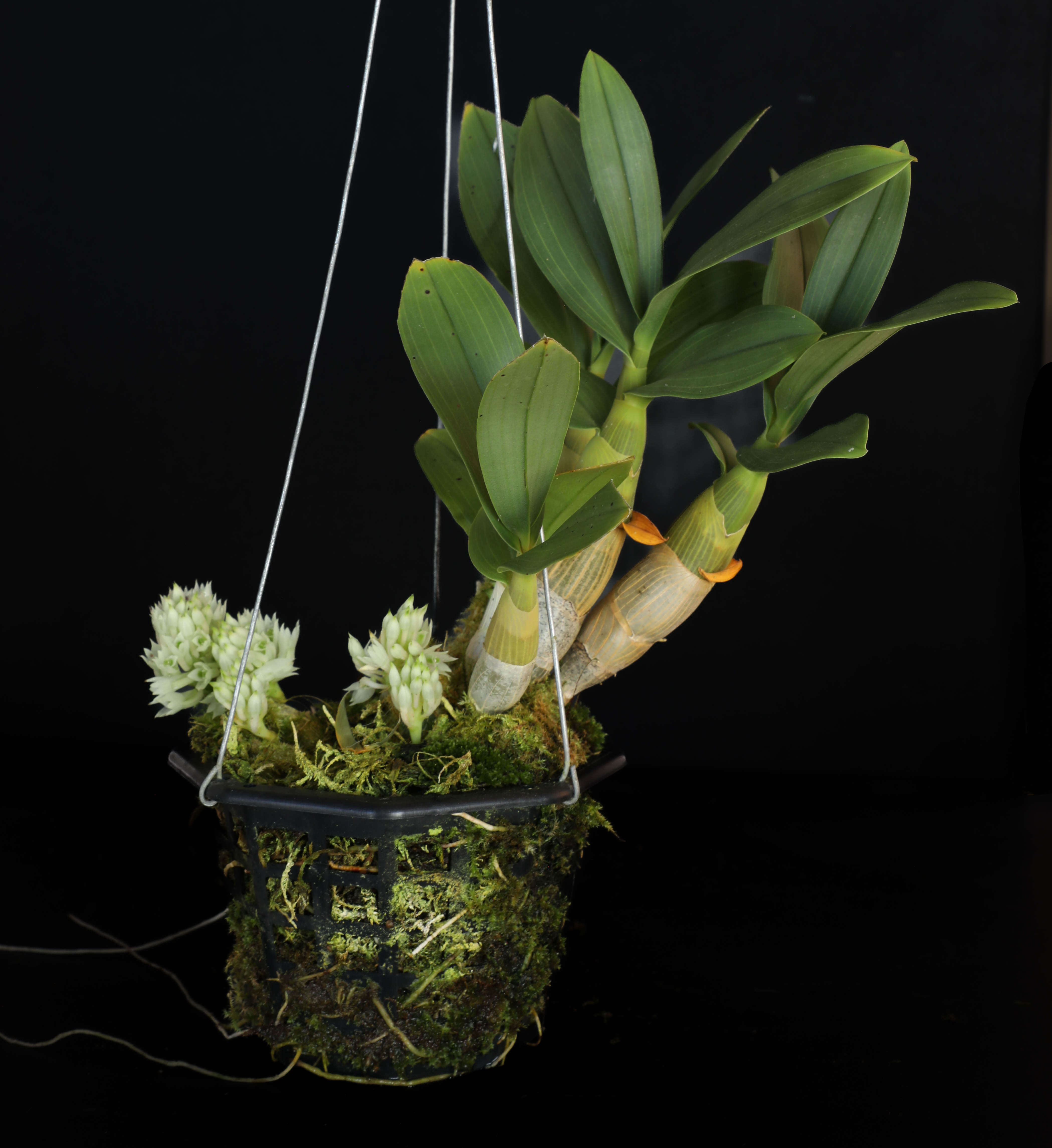 Dendrobium ophioglossum | My orchid journal
